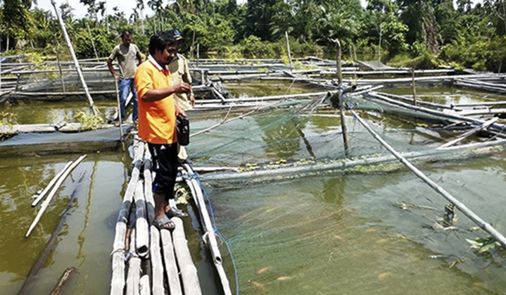 Pemkab Ciamis Genjot Sektor Perikanan Pemkab Ciamis Genjot Sektor Perikanan