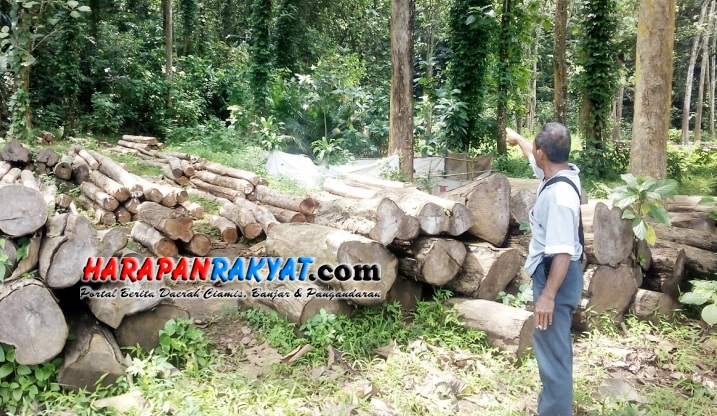 Warga Resah, Dua Ekor Harimau Turun dari Gunung Babakan Banjar Warga Resah, Dua Ekor Harimau Turun dari Gunung Babakan Banjar