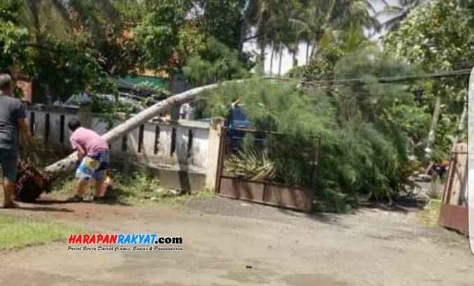 Tumbang ke Jalan, Seorang Warga Pangandaran Tewas Tertimpa Pohon Kelapa ... Tumbang ke Jalan, Seorang Warga Pangandaran Tewas Tertimpa Pohon Kelapa ...