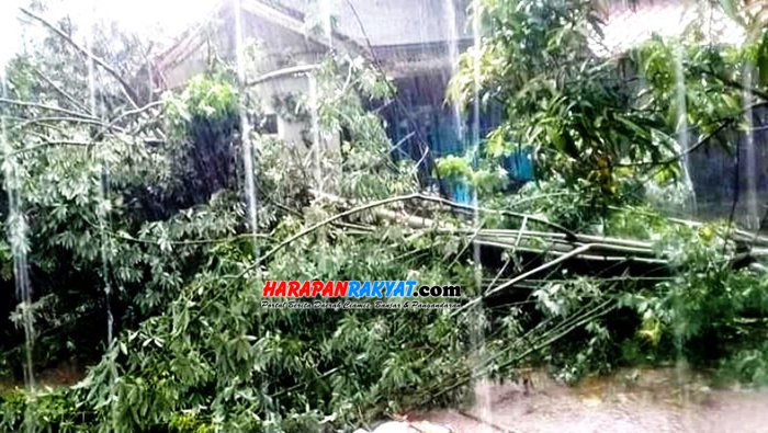 Akibat Angin Kencang, Satu Rumah di Ciamis Rusak Tertimpa Pohon Akibat Angin Kencang, Satu Rumah di Ciamis Rusak Tertimpa Pohon