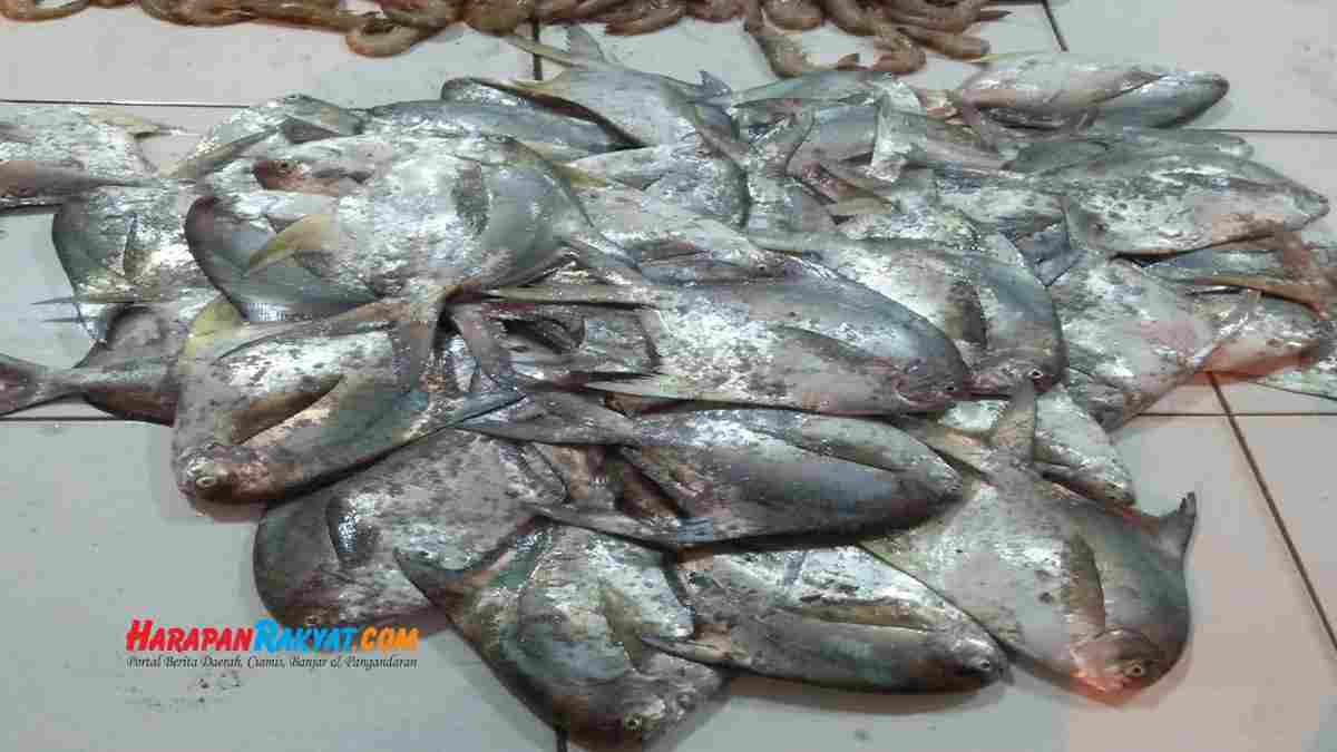 Kemarau Panjang, Harga Ikan Laut di TPI Minasari Pangandaran Stabil ... Kemarau Panjang, Harga Ikan Laut di TPI Minasari Pangandaran Stabil ...