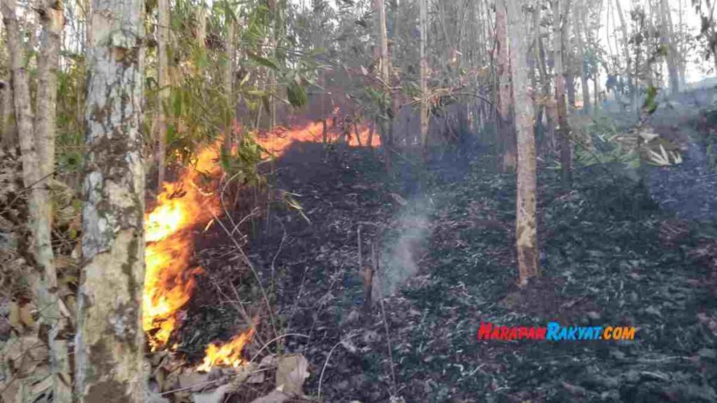 Penyebab Kebakaran Hutan Jati Di Pamarican Ciamis Harus Diungkap