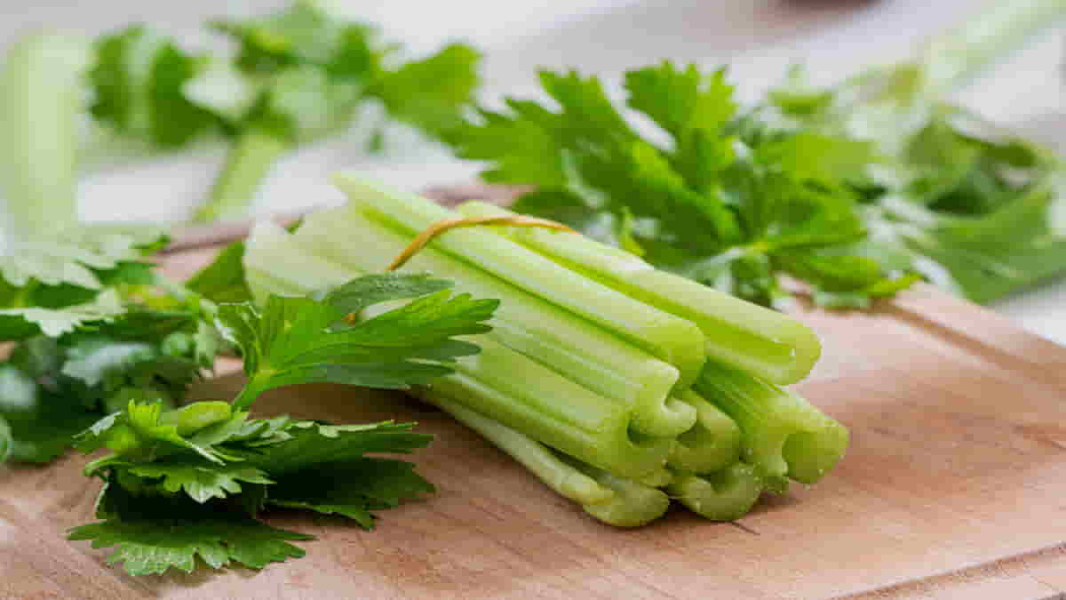 Manfaat Daun Seledri untuk Kesehatan, Kaya Akan Antioksidan! Manfaat Daun Seledri untuk Kesehatan, Kaya Akan Antioksidan!