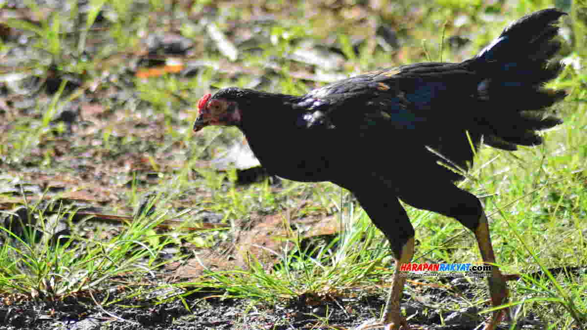 Harga Ayam Kampung di Kawali Ciamis Naik - Harapan Rakyat Harga Ayam Kampung di Kawali Ciamis Naik - Harapan Rakyat