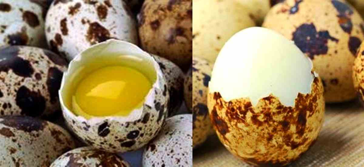 Manfaat Telur Puyuh untuk Kesehatan, Salah Satunya Tingkatkan Stamina ... Manfaat Telur Puyuh untuk Kesehatan, Salah Satunya Tingkatkan Stamina ...