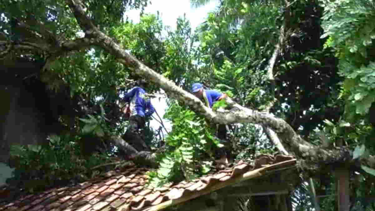 Rumah Warga Banjarsari Ciamis Tertimpa Pohon Tumbang Rumah Warga Banjarsari Ciamis Tertimpa Pohon Tumbang