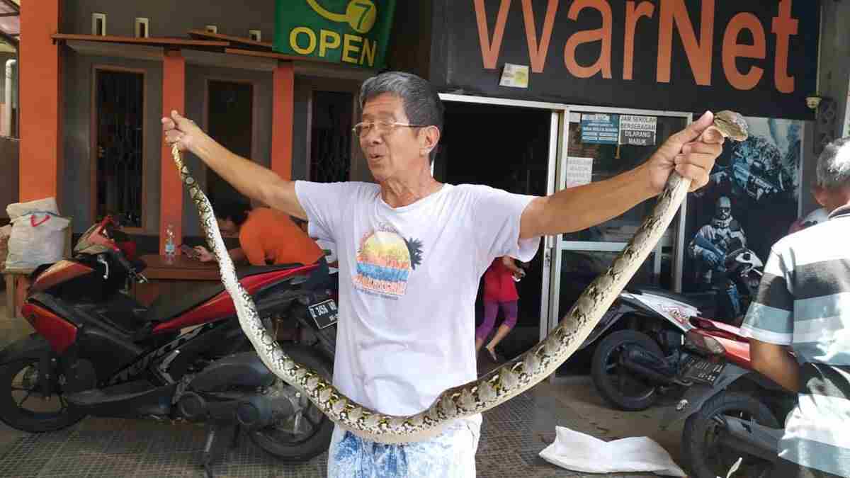 Warga Janggala Ciamis Tangkap Ular Sanca Pemangsa Dua Ekor Merpati Warga Janggala Ciamis Tangkap Ular Sanca Pemangsa Dua Ekor Merpati