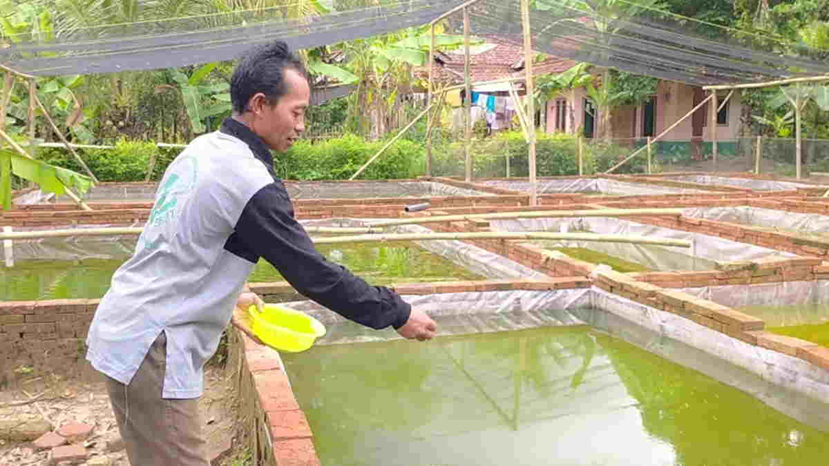 Petani di Ciamis Sukses Budidayakan Ikan di Kolam Bak Plastik Petani di Ciamis Sukses Budidayakan Ikan di Kolam Bak Plastik