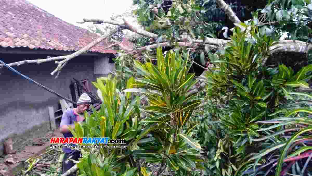 Pohon Rambutan Tumbang di Kota Tasikmalaya Timpa 1 Rumah Pohon Rambutan Tumbang di Kota Tasikmalaya Timpa 1 Rumah