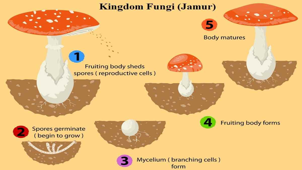 Klasifikasi Ciri Ciri Kingdom Fungi Dan Cara Perkembangbiakannya Riset