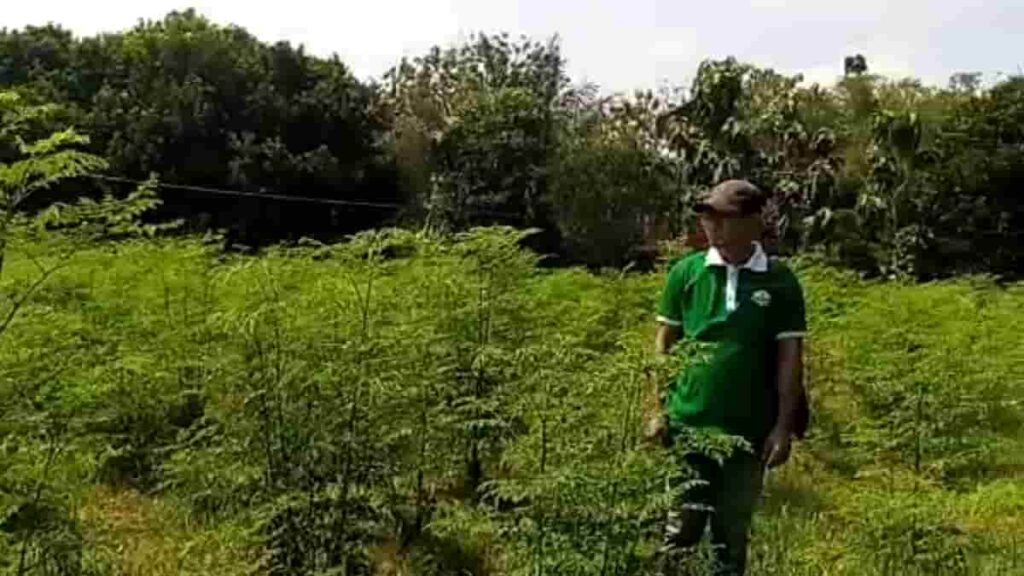 Budidaya Pohon Kelor, Peluang Usaha Bagi Petani Pangandaran untuk ... Budidaya Pohon Kelor, Peluang Usaha Bagi Petani Pangandaran untuk ...