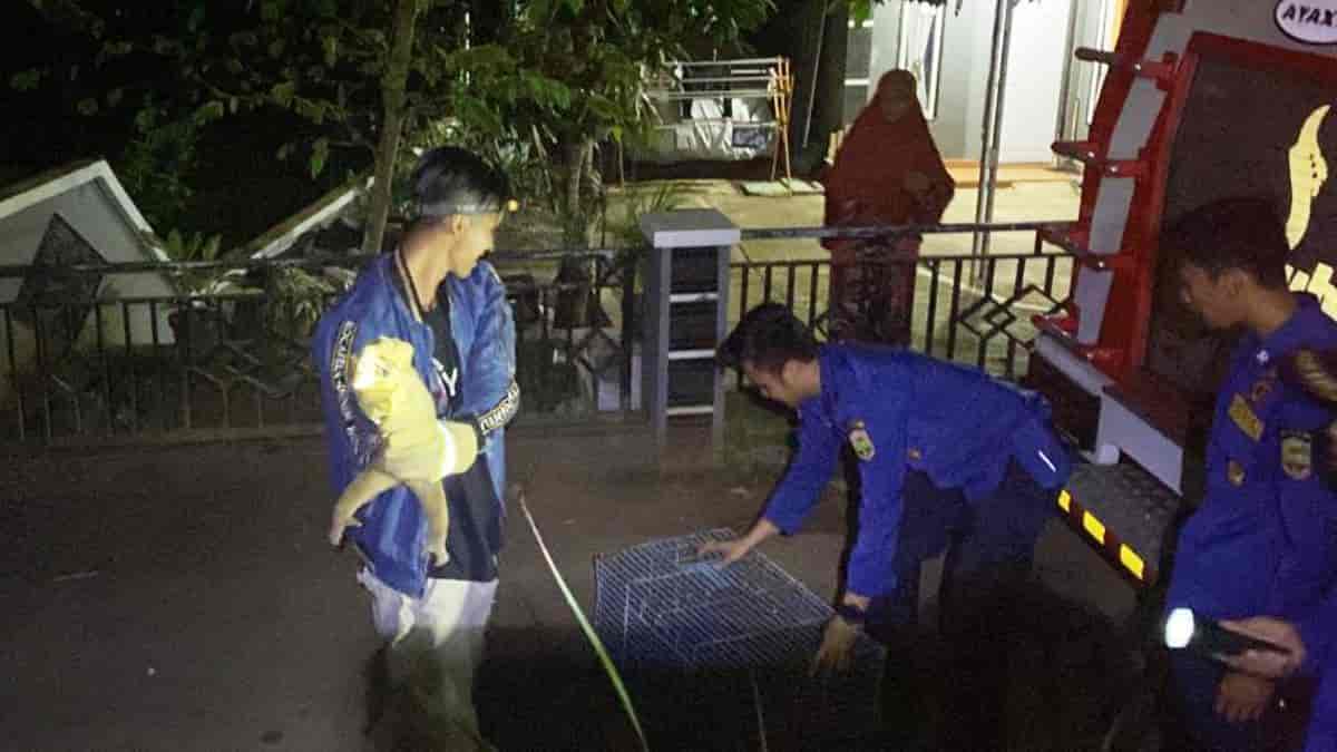 Ganggu Warga, Seekor Kukang Diamankan Petugas Damkar Banjarsari Ciamis Ganggu Warga, Seekor Kukang Diamankan Petugas Damkar Banjarsari Ciamis