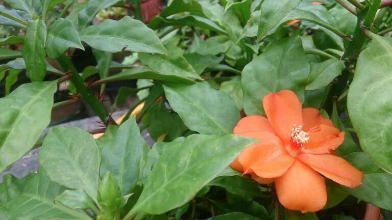 Manfaat Daun Tujuh Jarum untuk Kesehatan, Simak Selengkapnya! Manfaat Daun Tujuh Jarum untuk Kesehatan, Simak Selengkapnya!