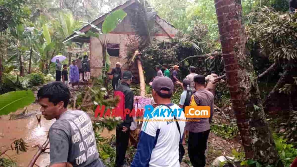 Pohon Durian Tumbang Timpa Rumah Warga Cipaku Ciamis Pohon Durian Tumbang Timpa Rumah Warga Cipaku Ciamis