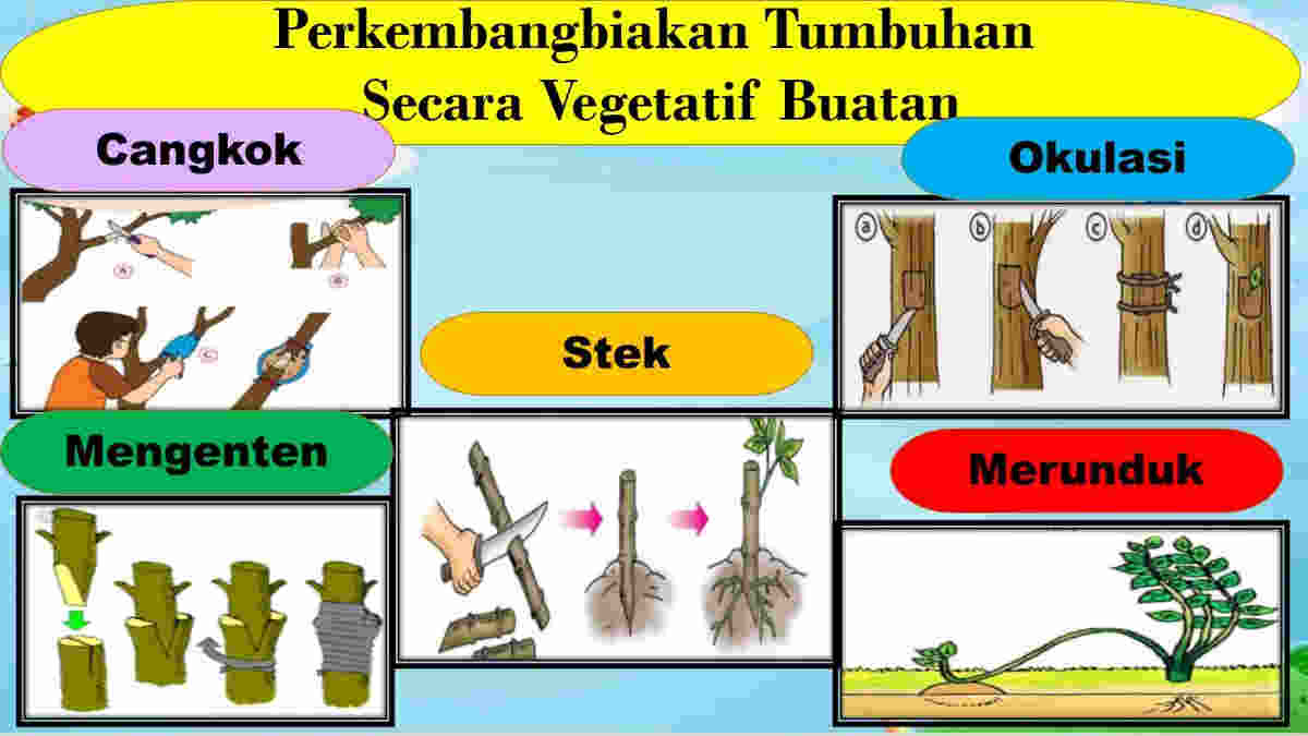 Perkembangbiakan Vegetatif Buatan Ini Jenis Dan Conto - vrogue.co Perkembangbiakan Vegetatif Buatan Ini Jenis Dan Conto - vrogue.co