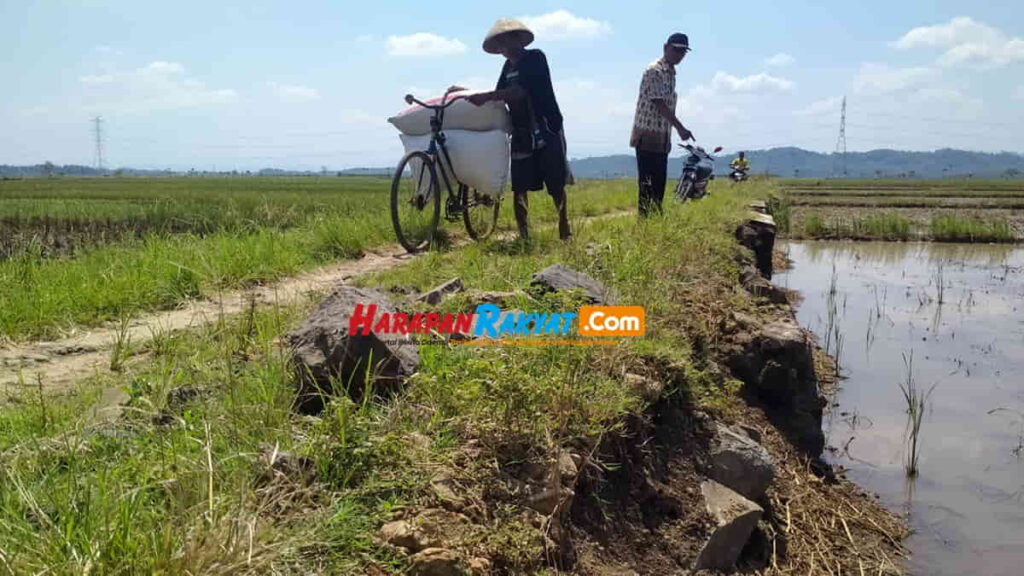 Baru Dibangun Sudah Rusak, Ratusan Petani Keluhkan Pembangunan Irigasi ... Baru Dibangun Sudah Rusak, Ratusan Petani Keluhkan Pembangunan Irigasi ...