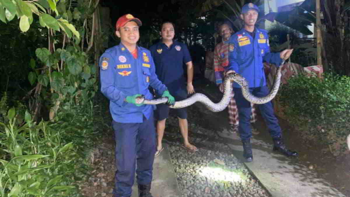 Tengah Malam Petugas Damkar Pos Banjarsari Ciamis Tangkap Ular Sanca Besar Tengah Malam Petugas Damkar Pos Banjarsari Ciamis Tangkap Ular Sanca Besar